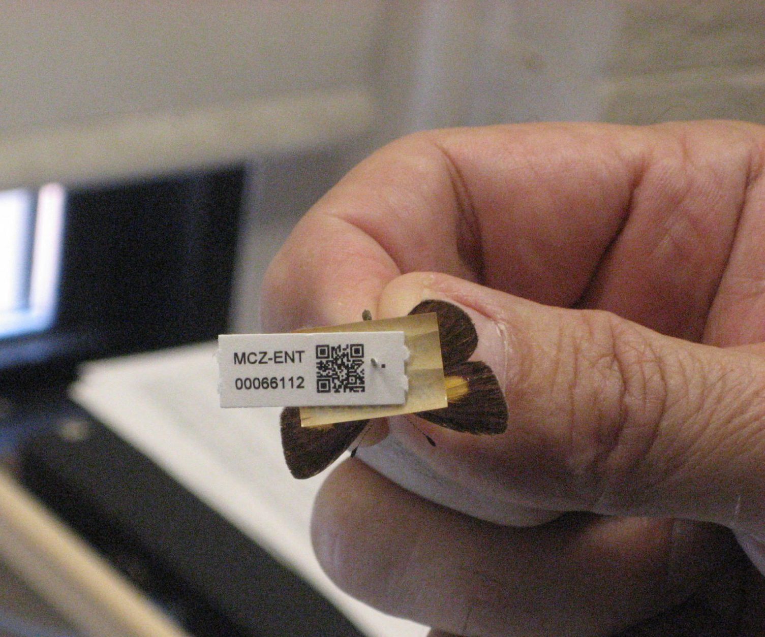 Bug Labels—A Key to Ecosystem Research - Electronic Imaging Materials