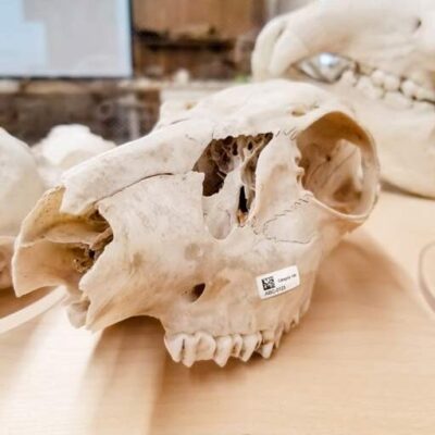 Archival, Museum & Library Labels - Electronic Imaging Materials